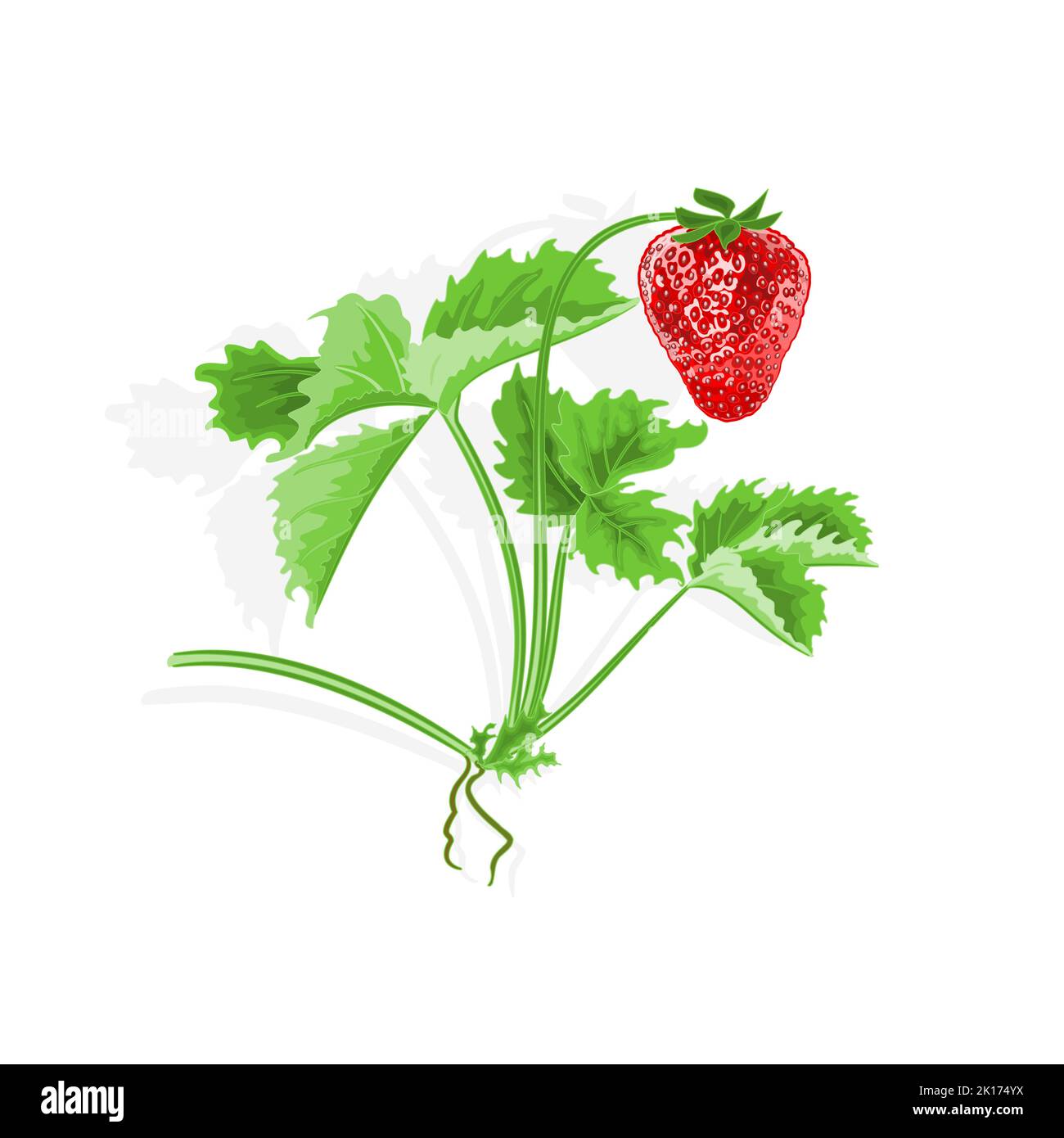 Strawberry and leaves vector Illustration Stock Vector Image & Art - Alamy
