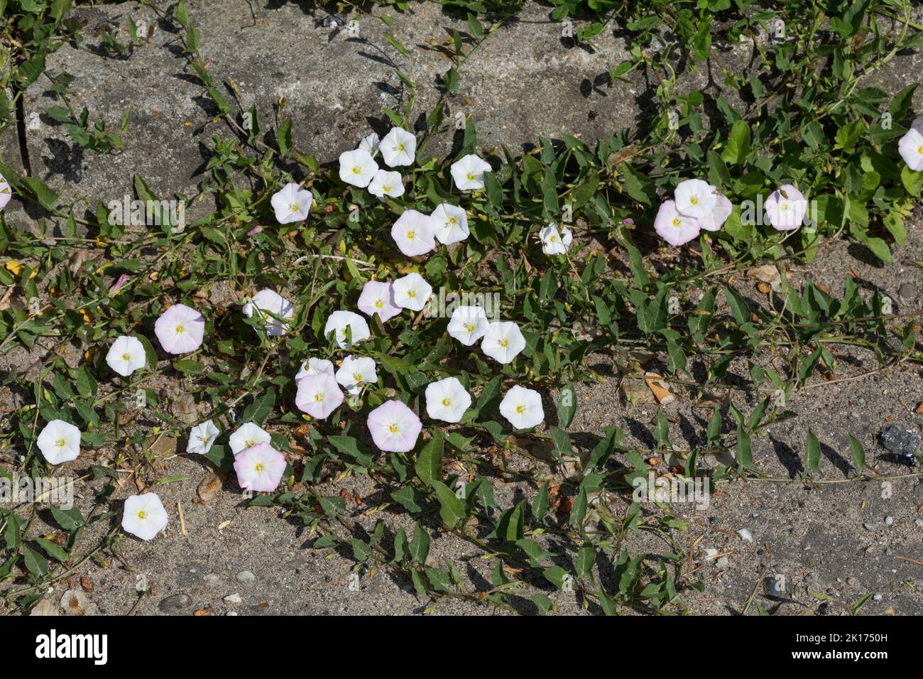 Acker-Winde, Ackerwinde, Convolvulus arvensis, Field Bindweed, Le ...