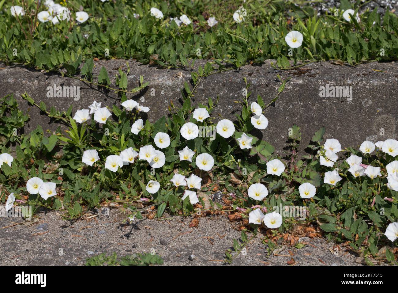 Acker-Winde, Ackerwinde, Convolvulus arvensis, Field Bindweed, Le ...