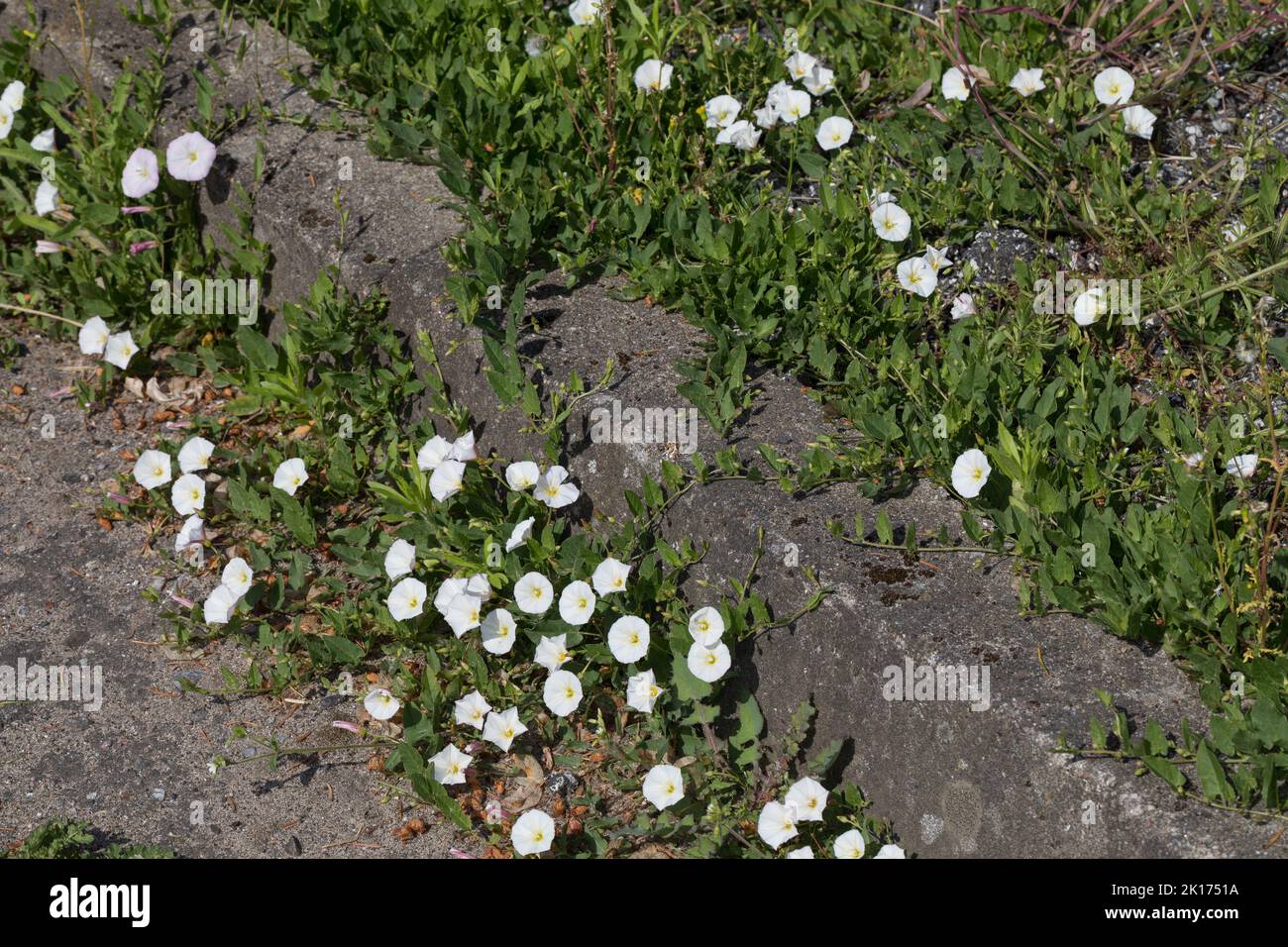 Acker-Winde, Ackerwinde, Convolvulus arvensis, Field Bindweed, Le ...