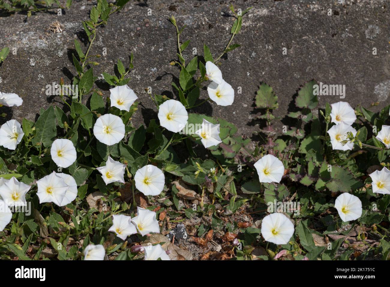 Acker-Winde, Ackerwinde, Convolvulus arvensis, Field Bindweed, Le ...