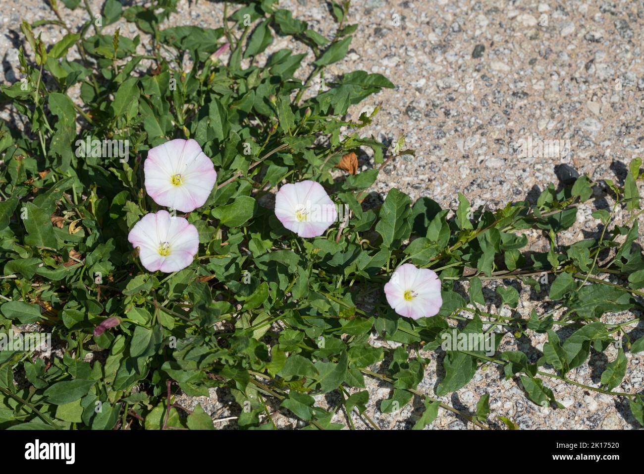 Acker-Winde, Ackerwinde, Convolvulus arvensis, Field Bindweed, Le ...