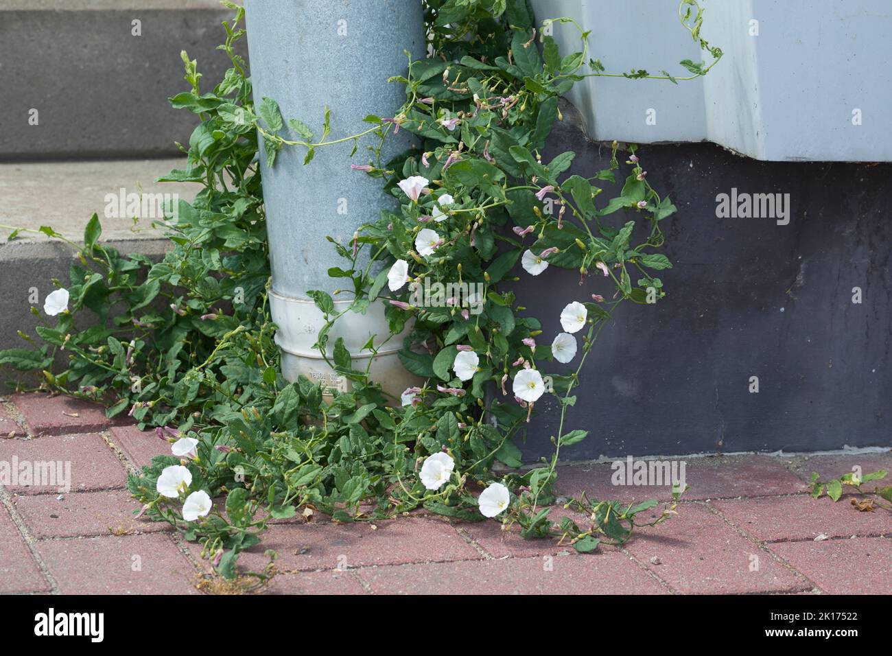 Acker-Winde, Ackerwinde, Convolvulus arvensis, Field Bindweed, Le ...