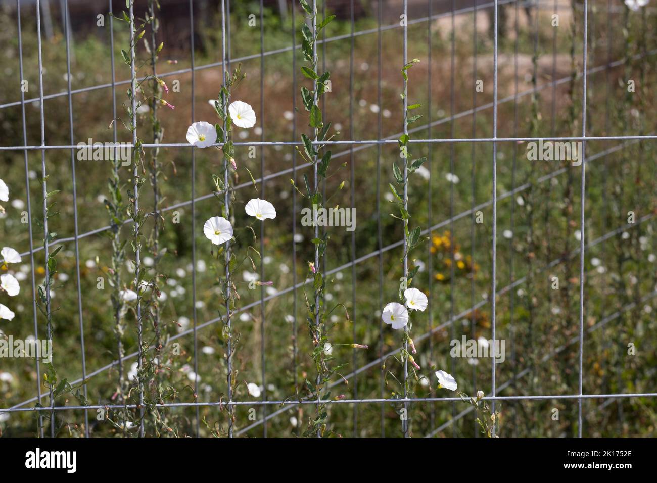Acker-Winde, Ackerwinde, Convolvulus arvensis, Field Bindweed, Le ...