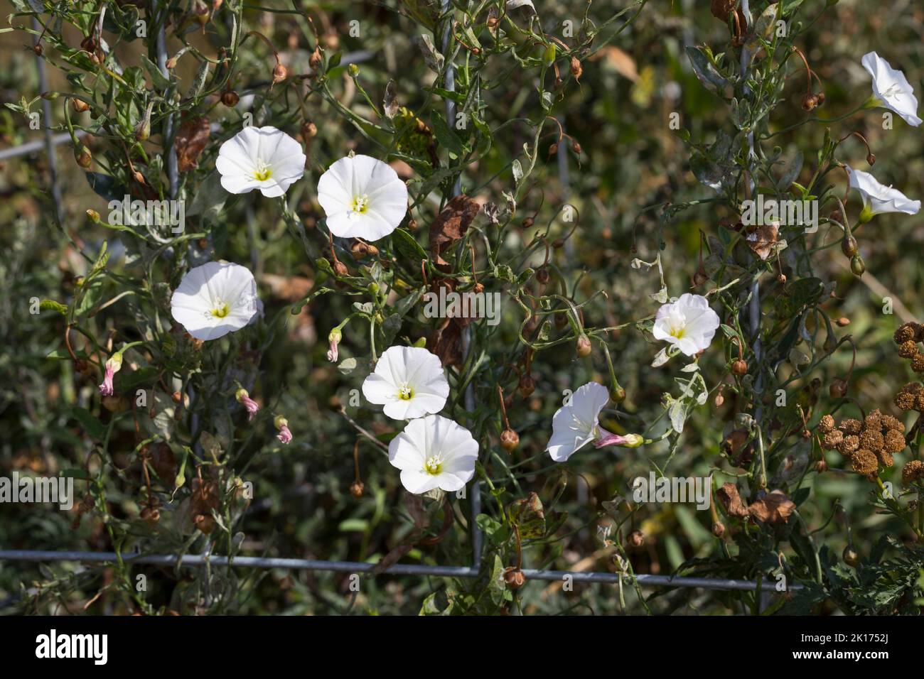 Acker-Winde, Ackerwinde, Convolvulus arvensis, Field Bindweed, Le ...
