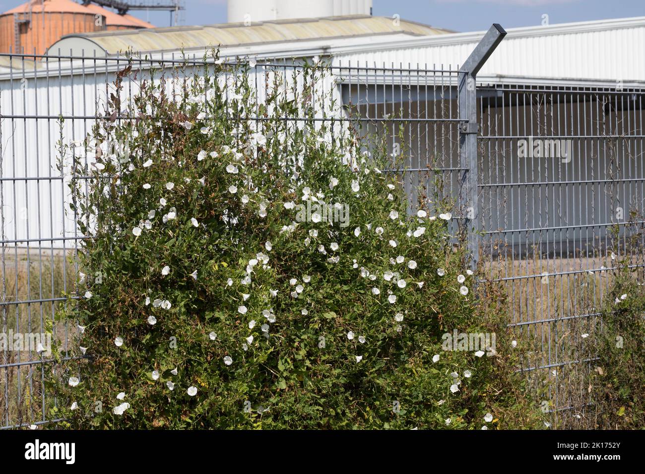 Acker-Winde, Ackerwinde, Convolvulus arvensis, Field Bindweed, Le ...