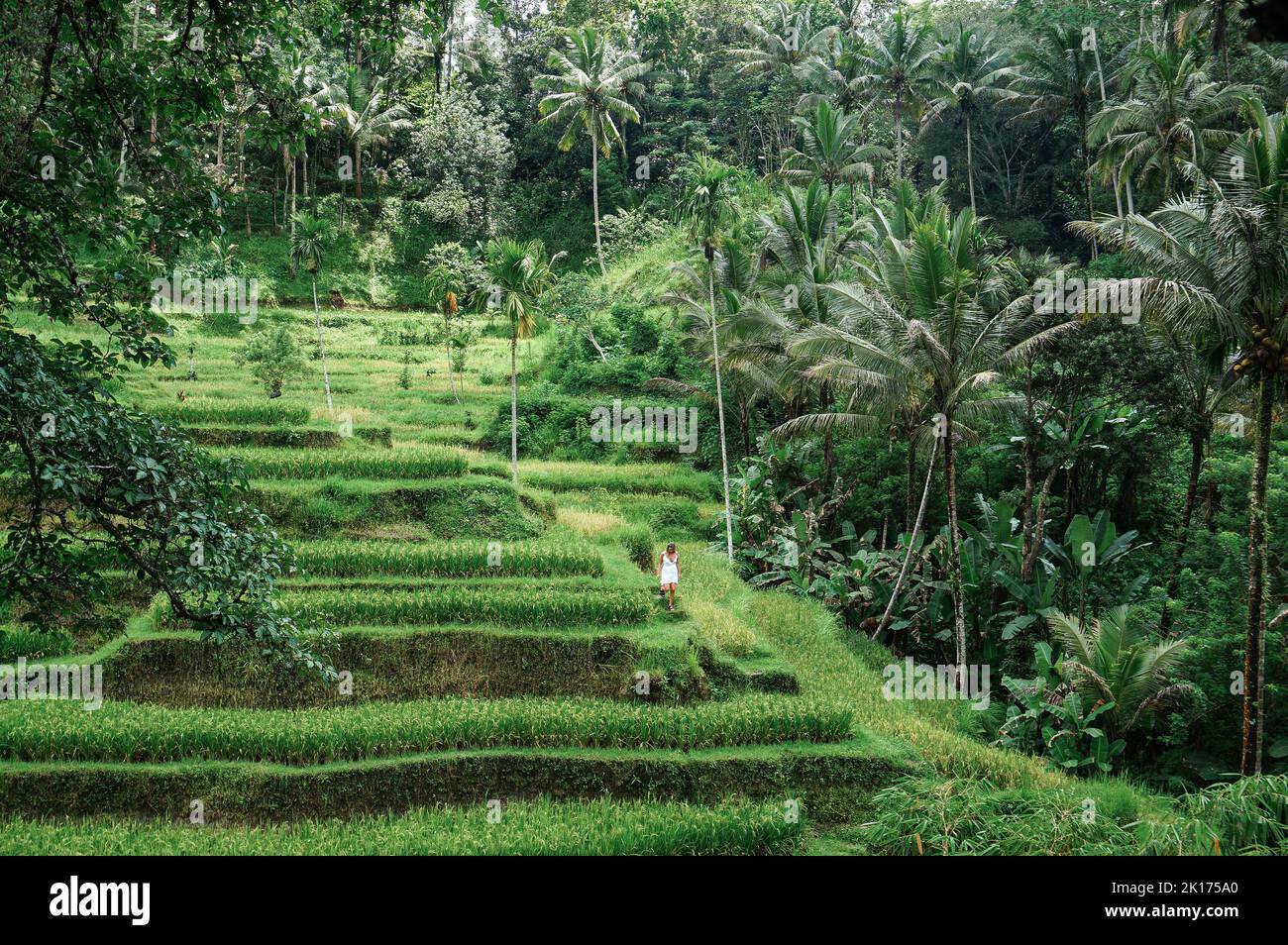 A girl in a white dress is walking along Tegallalang Rice Terrace, Ubud ...