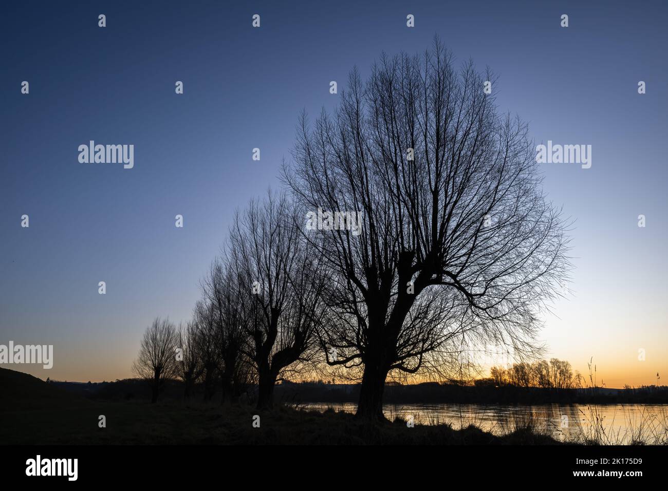 Silhouette trees along Clutha river at sunset, Balclutha, South Otago ...