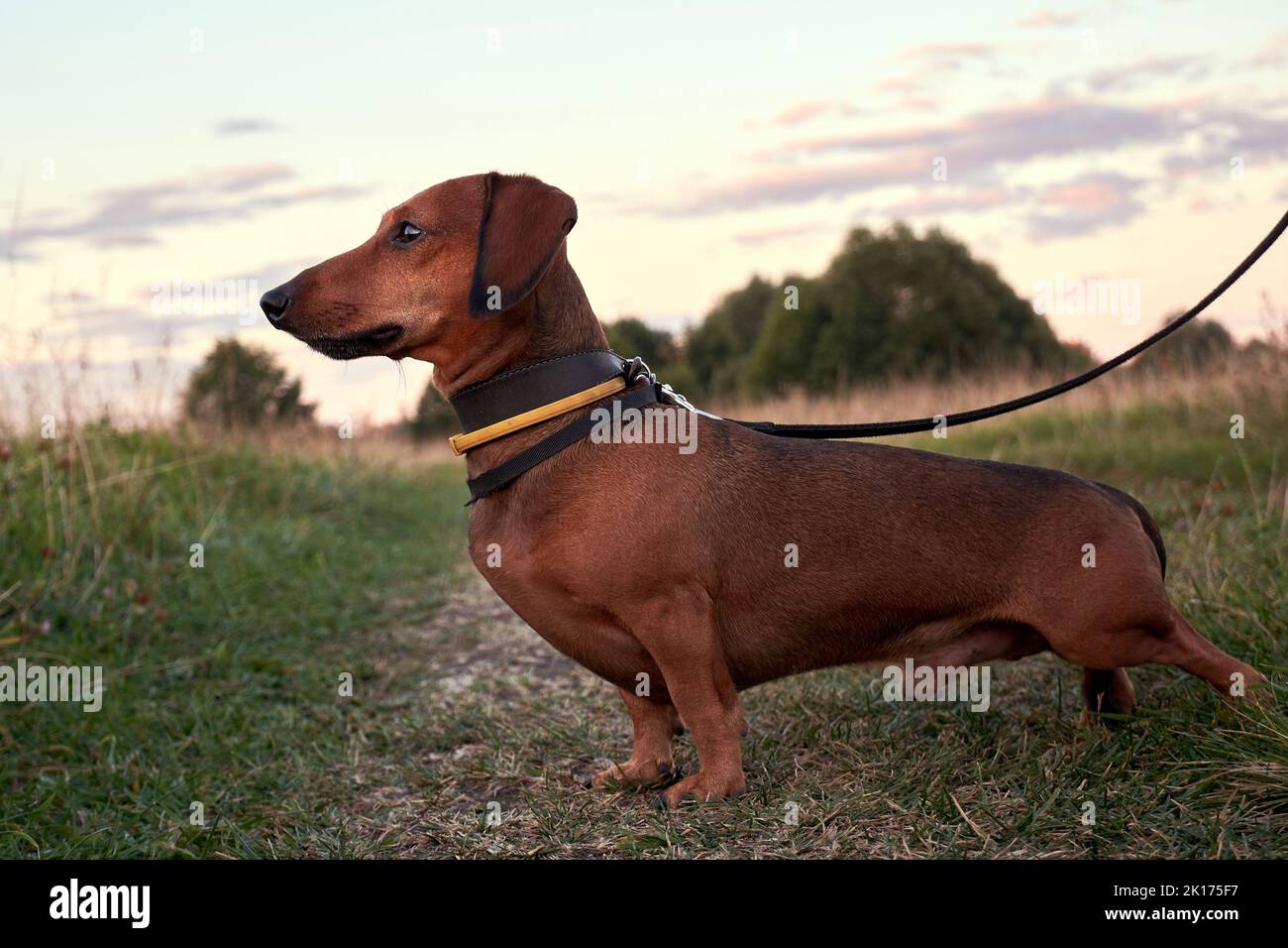 Male miniature red smooth-haired dachshund on a leash Stock Photo - Alamy
