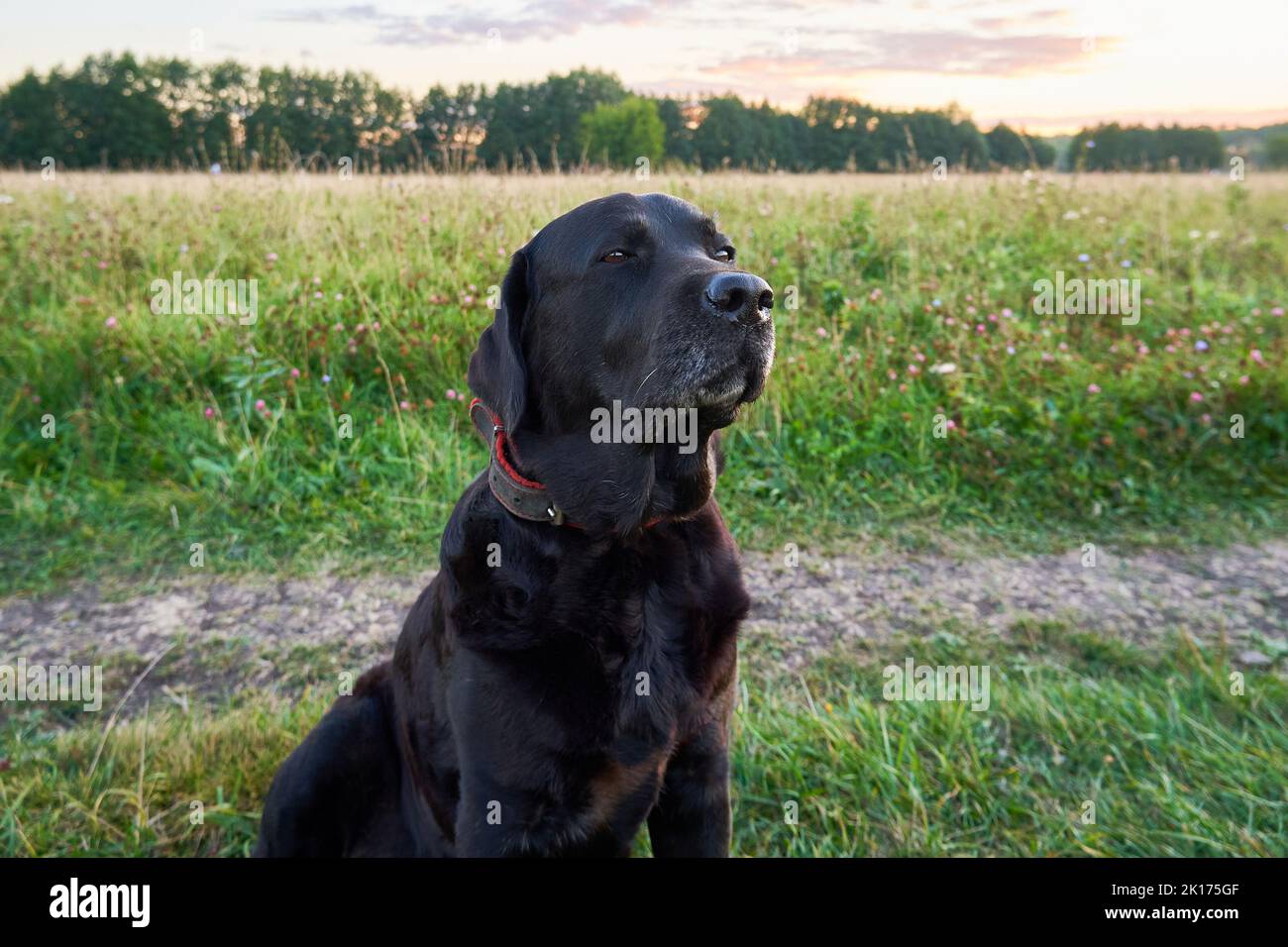 Beautiful black labrador retriever on a walk in the countryside Stock ...