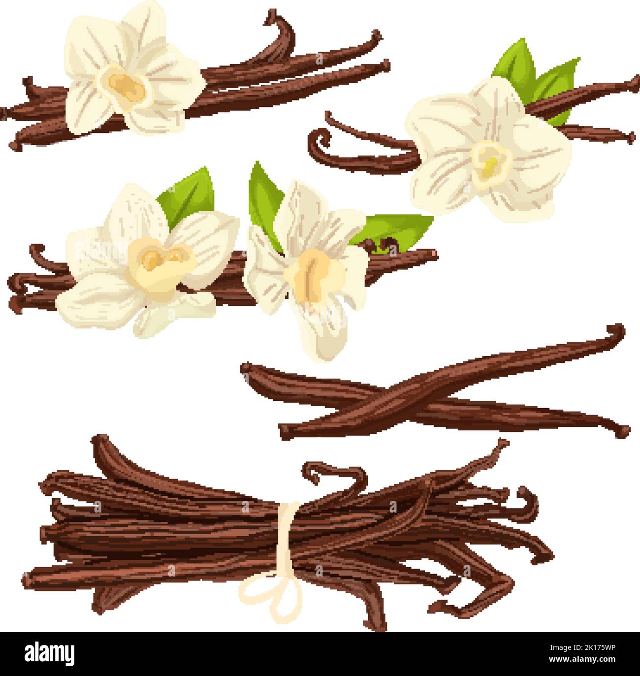 vanilla flower set cartoon vector illustration Stock Vector Image & Art ... vanilla flower set cartoon vector illustration Stock Vector Image & Art ...