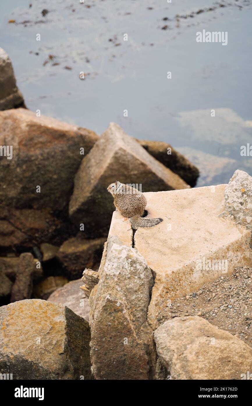 fat brown California ground squirrel in Morro Bay. Pacific wildlife and ...