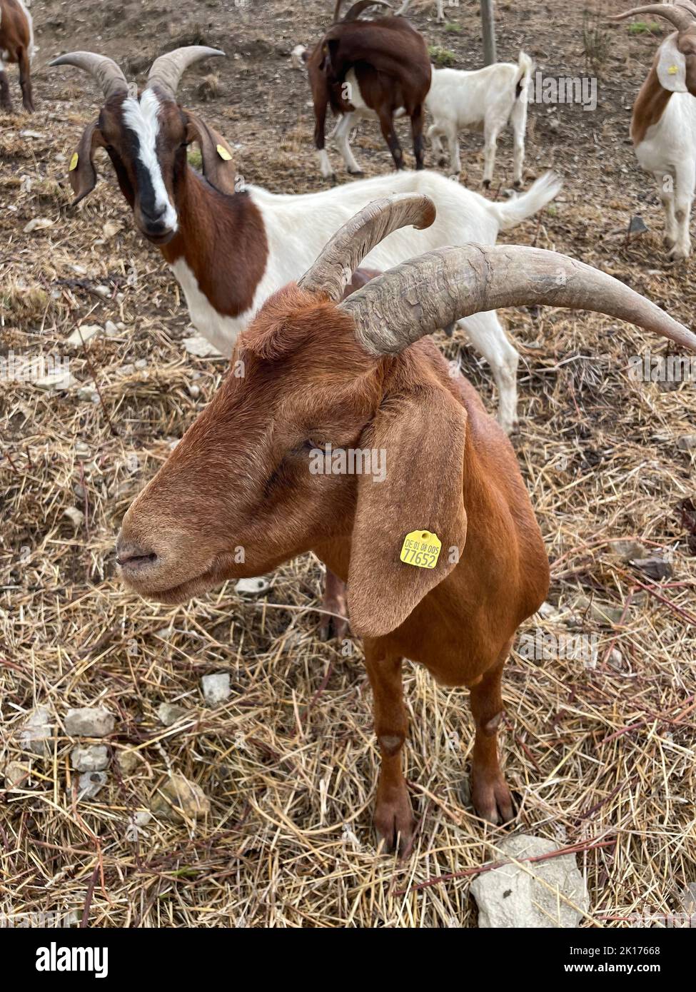 Goats out in the wild at Hohenlohe area Stock Photo - Alamy