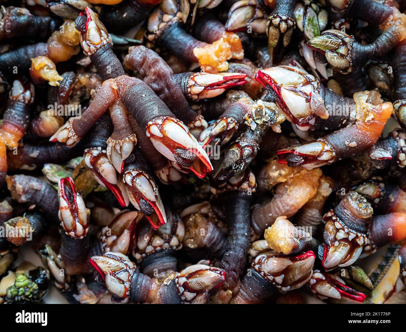 Fresh Goose neck barnacles or Galician barnacles (Pollicipes pollicipes ...