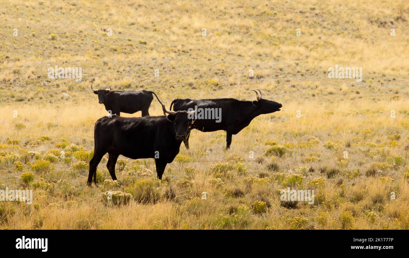 Open range cattle Stock Photo - Alamy