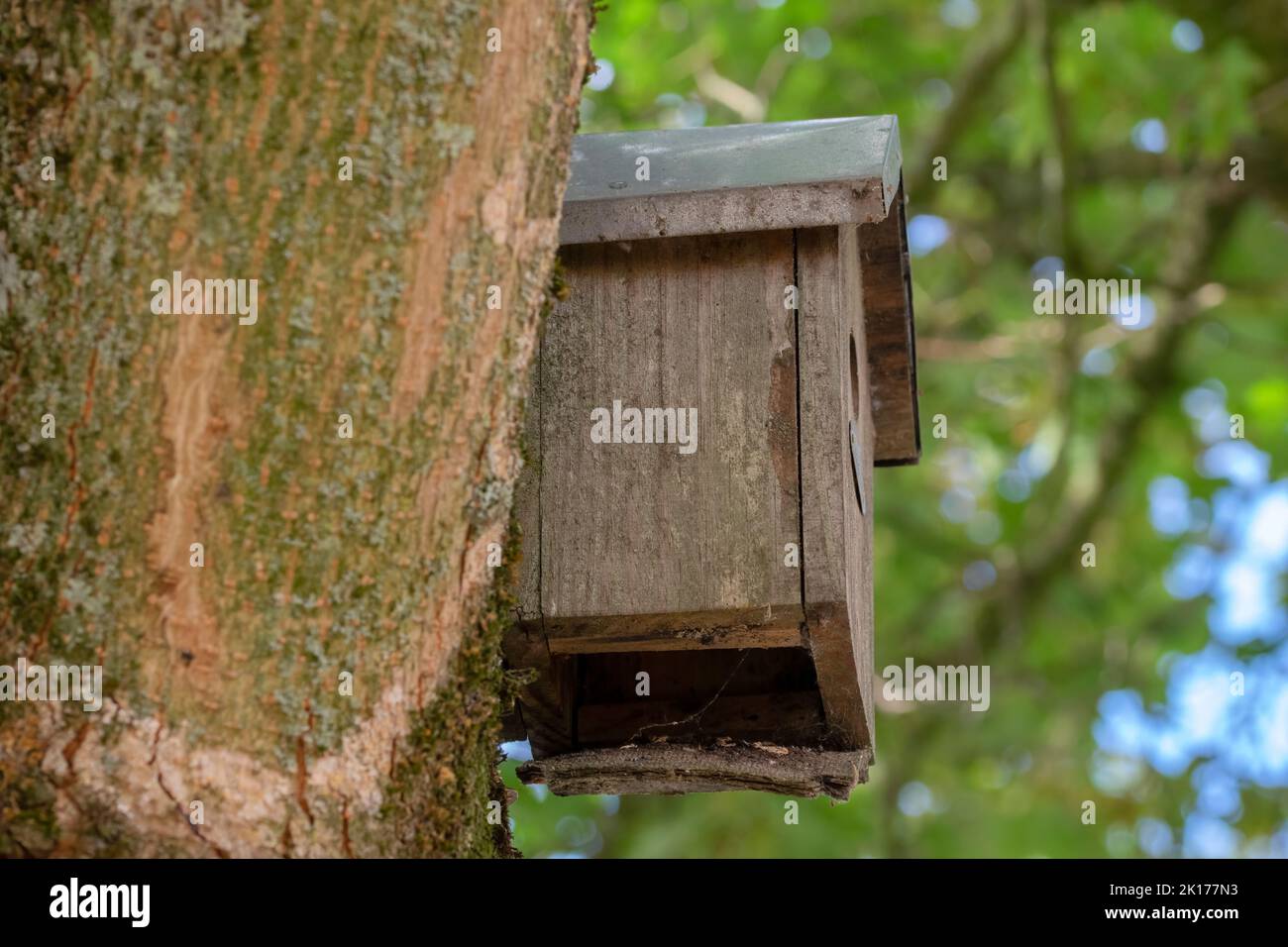 Damaged Bird House At Amsterdam The Netherlands 15-9-2022 Stock Photo ...