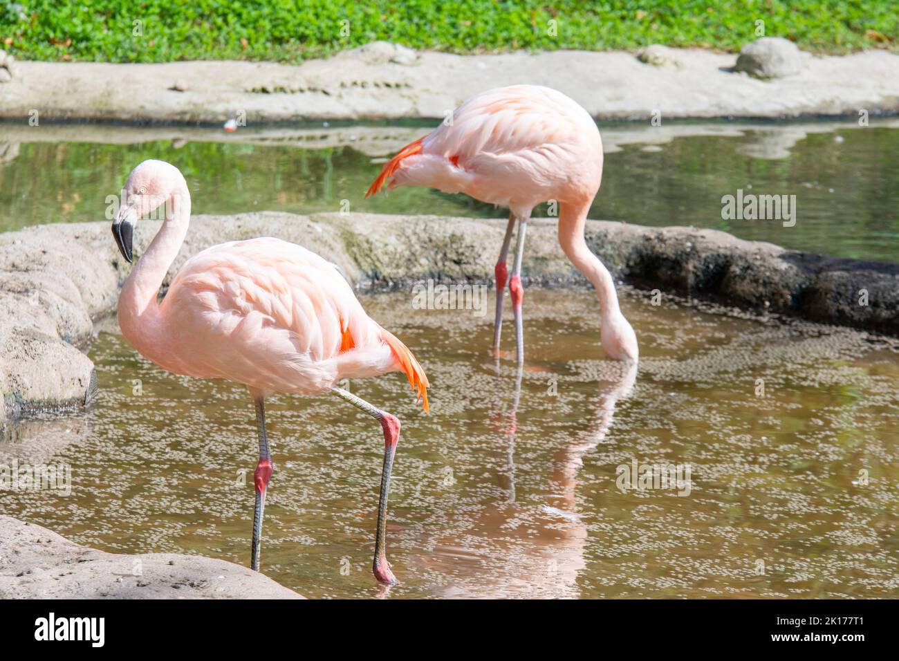 Zoo birdwatching hi-res stock photography and images - Alamy