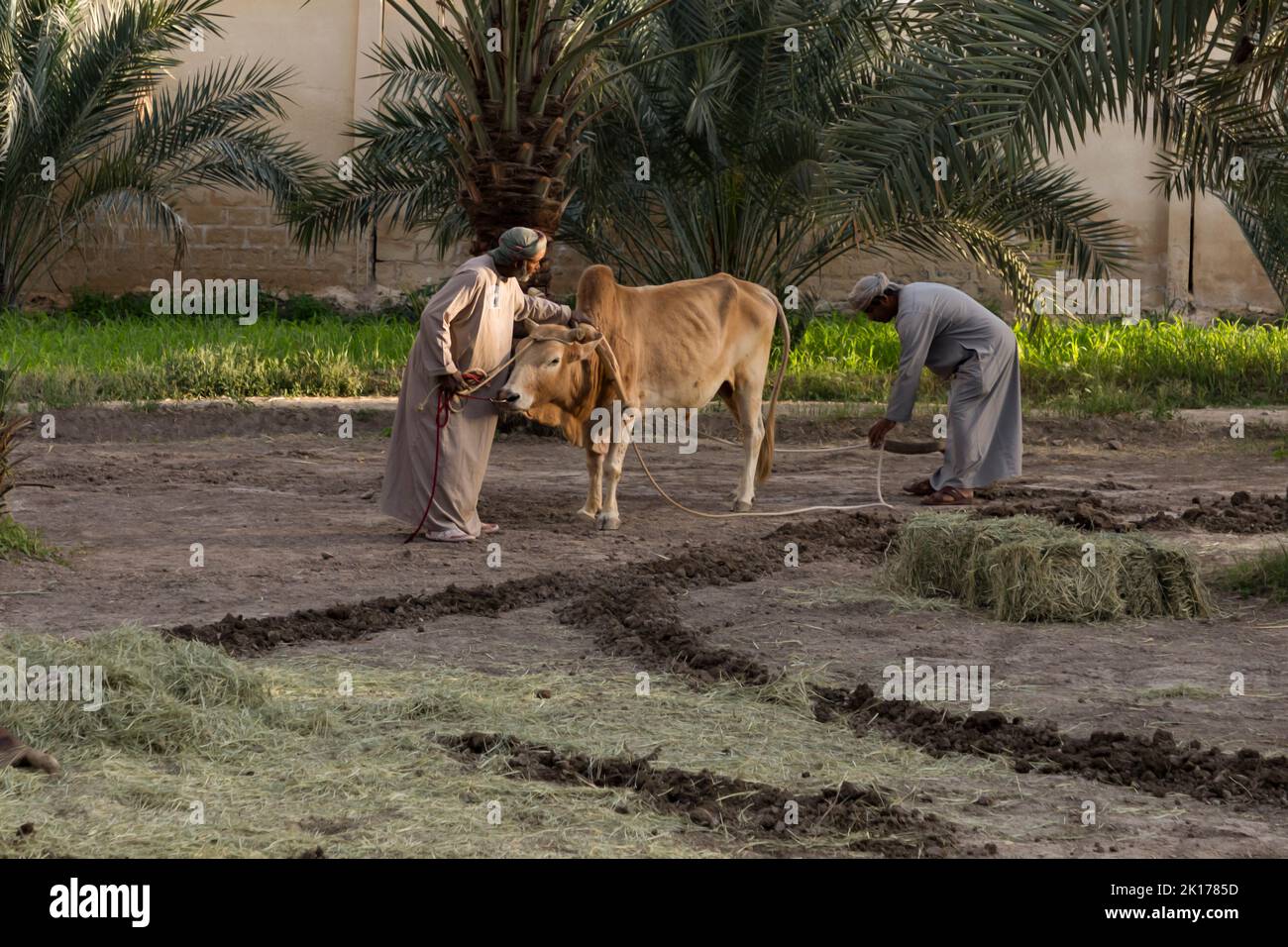Omani farmer working with a cow in a traditional farm setting, showing ...