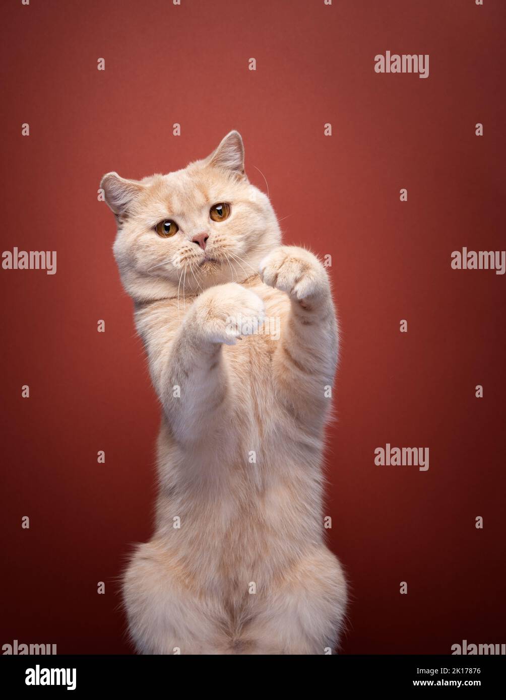 playing british shorthair cat rearing up with both paws Stock Photo - Alamy