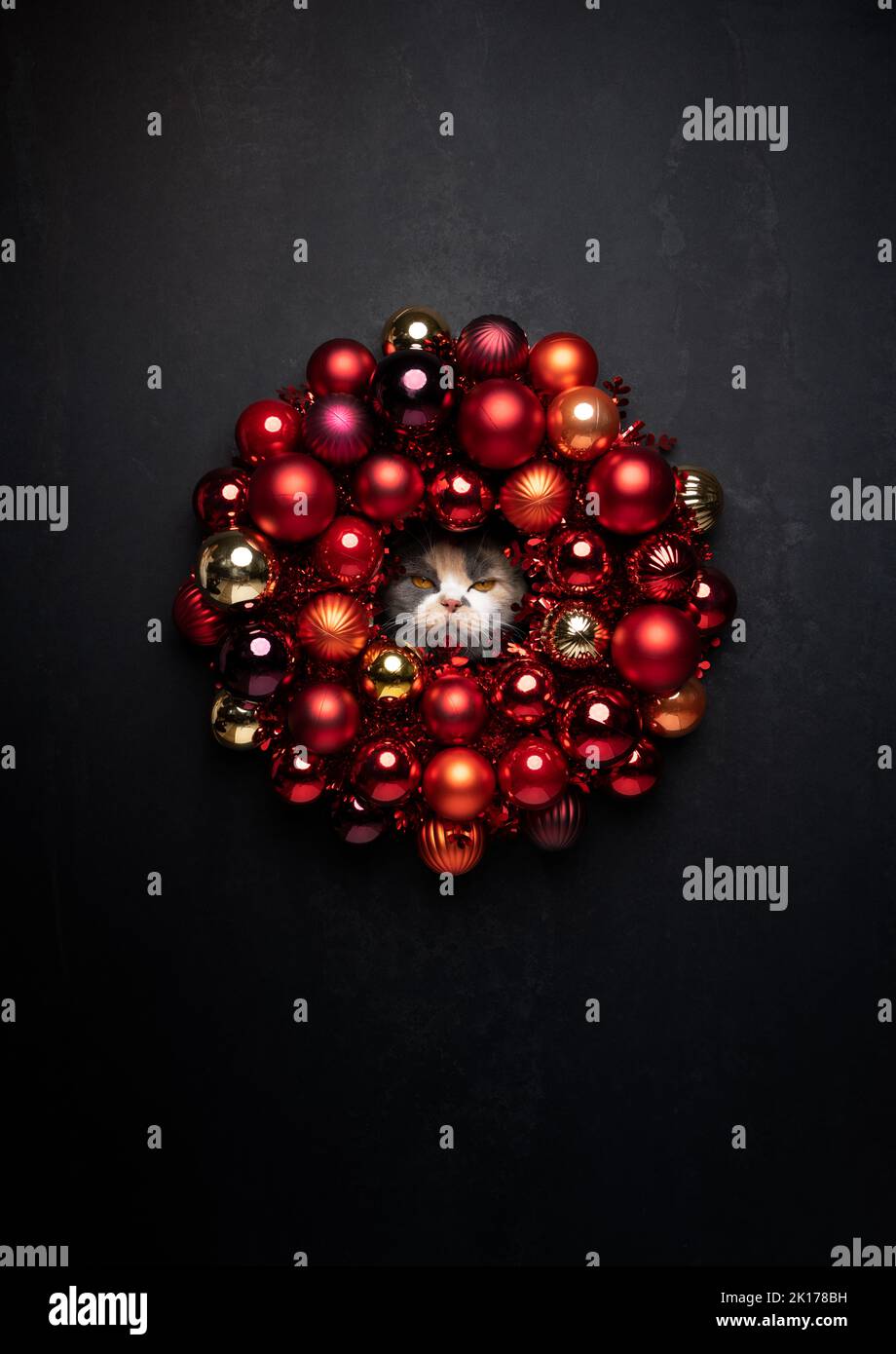 angry or annoyed cat christmas bauble wreath portrait with copy space ...
