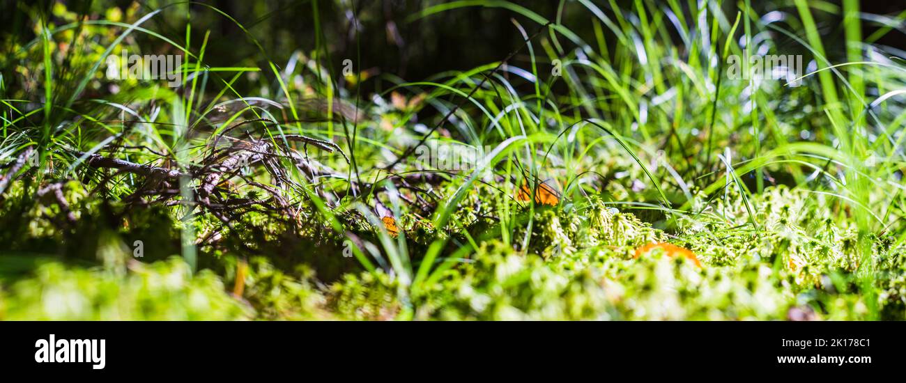 Panoramic background with closeup of forest green plants, moss and ...