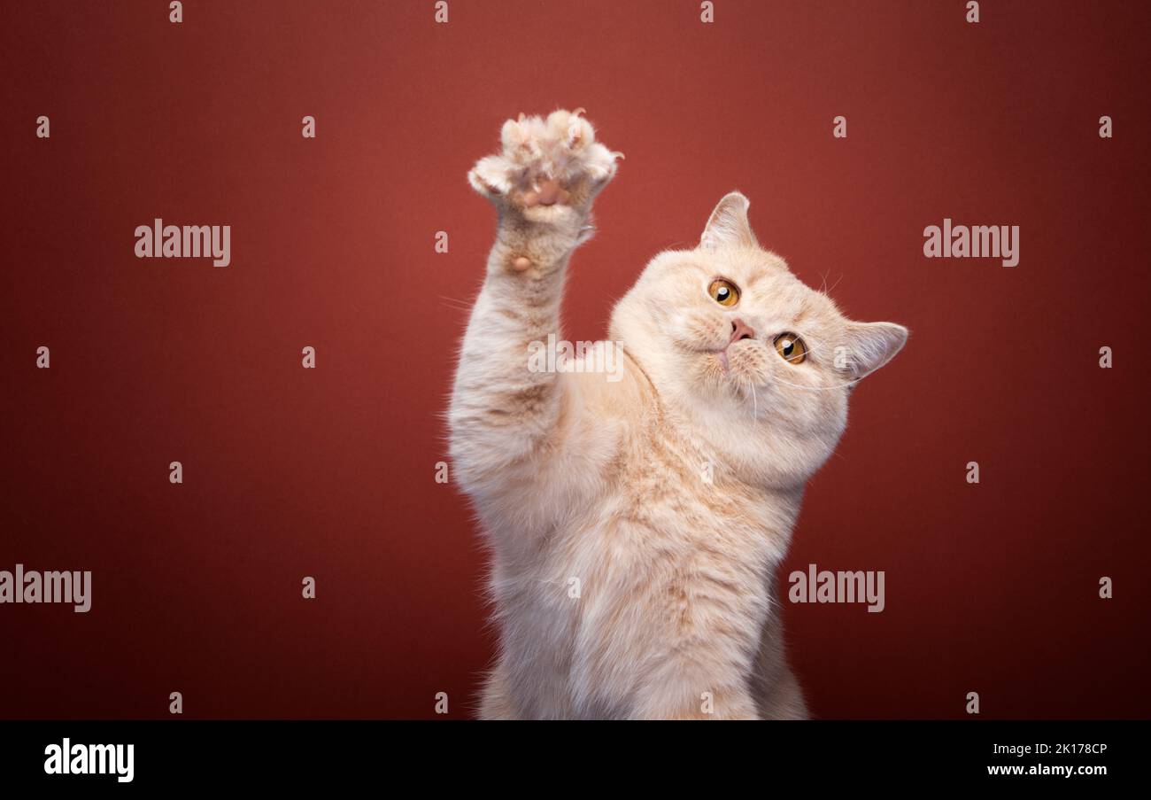 playful ginger british shorthair cat raising paw on red background with ...
