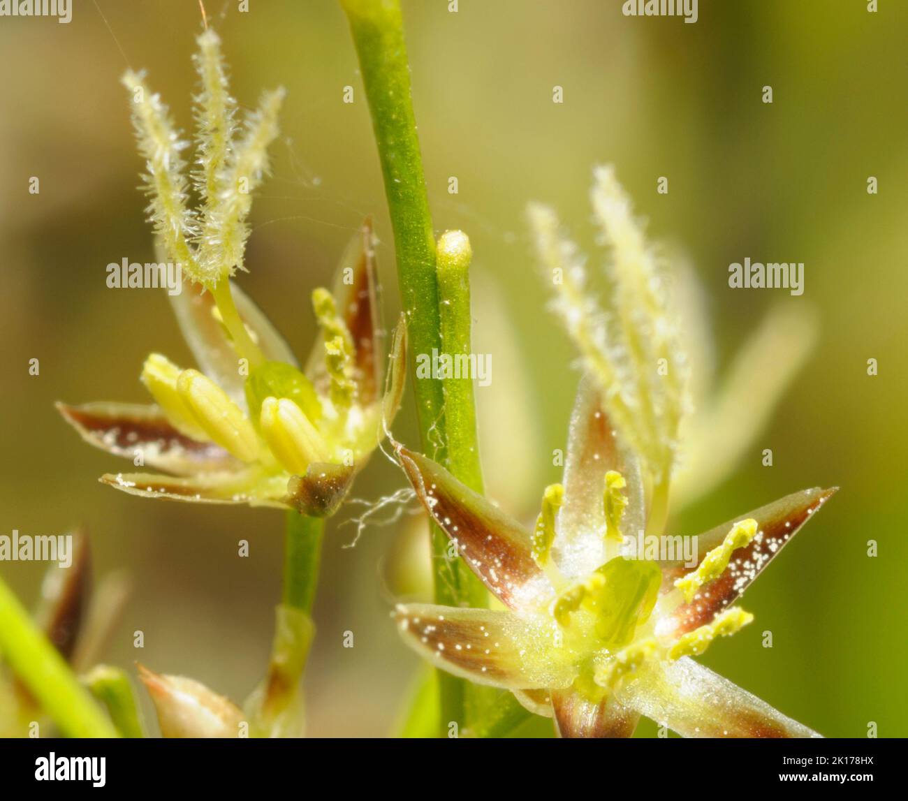 Hairy woodrush, Luzula pilosa, flowering in the forest Stock Photo - Alamy