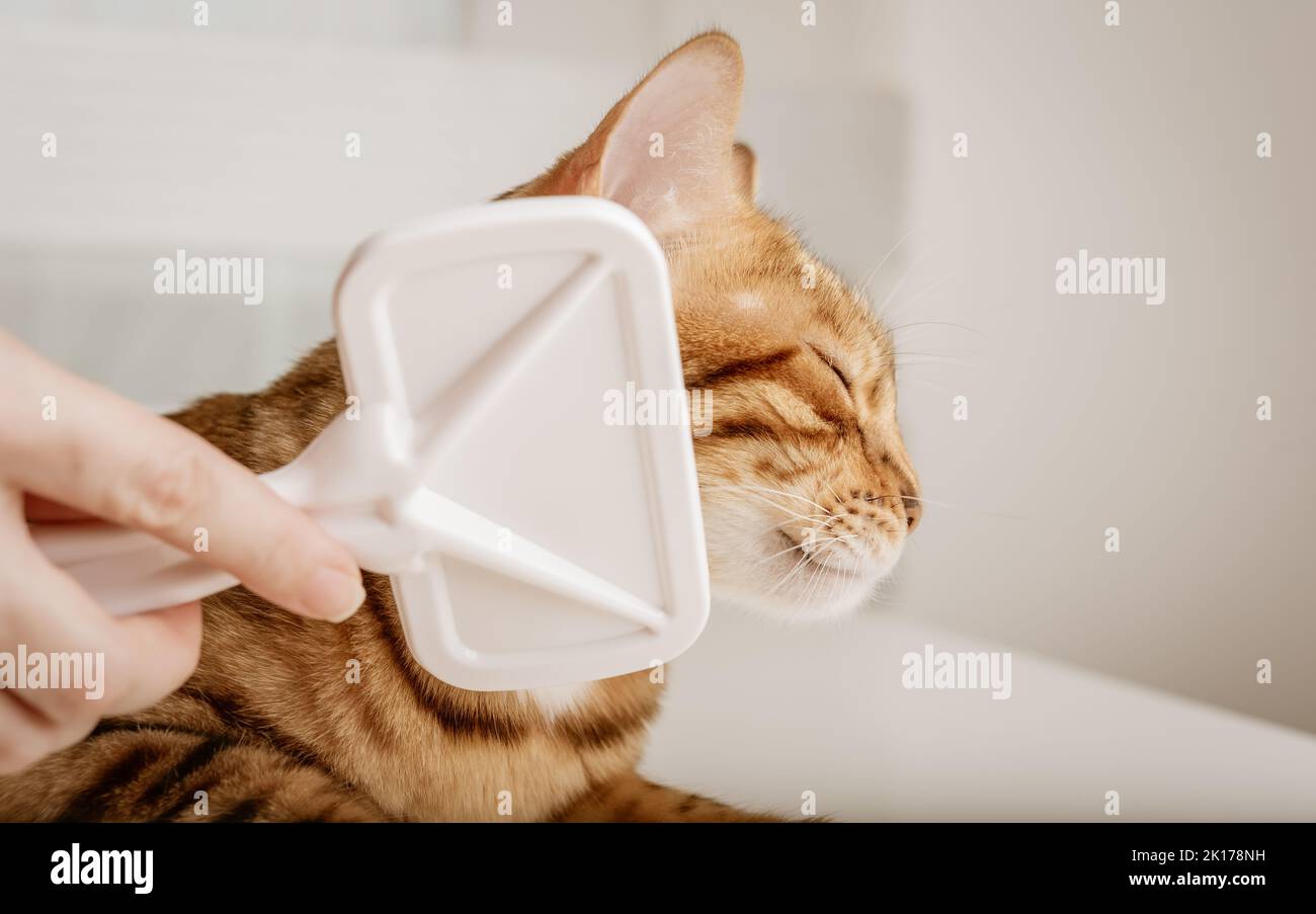 Grooming brushing red bengal cat with a special brush for grooming pets ...