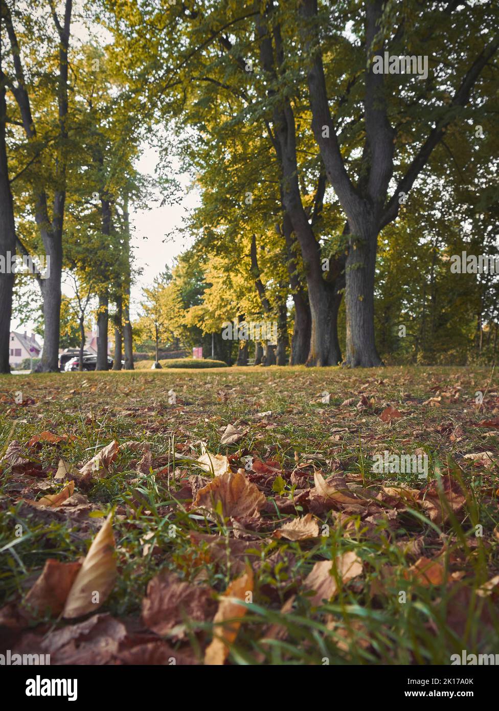 A vertical shot of a forest full of trees Stock Photo - Alamy