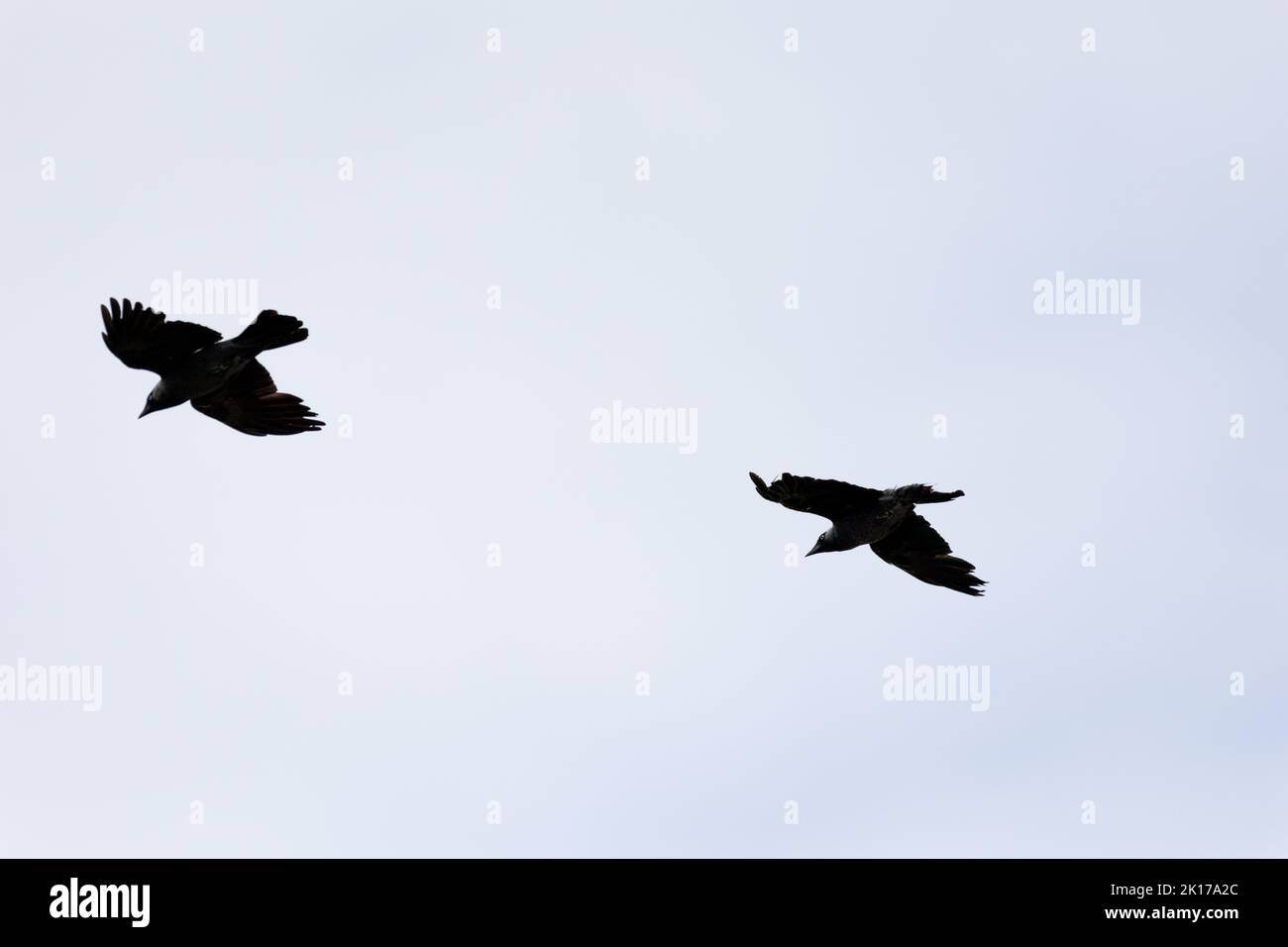 The two common ravens (corvus corax) in flight Stock Photo - Alamy