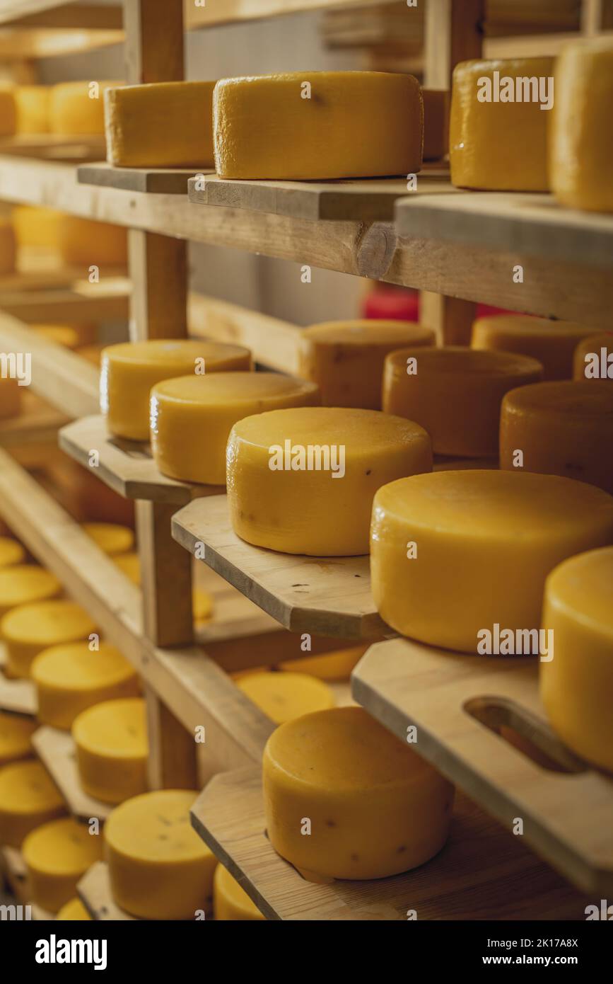 Cheeseheads with lie on the shelves of the storage for maturation. The ...