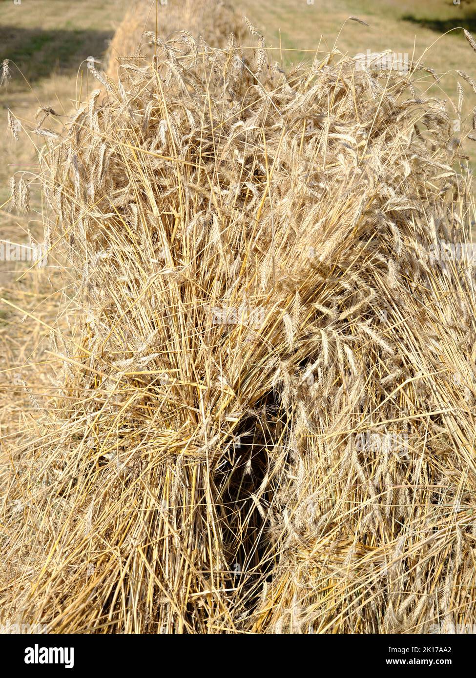 Seed time and harvest hi-res stock photography and images - Alamy
