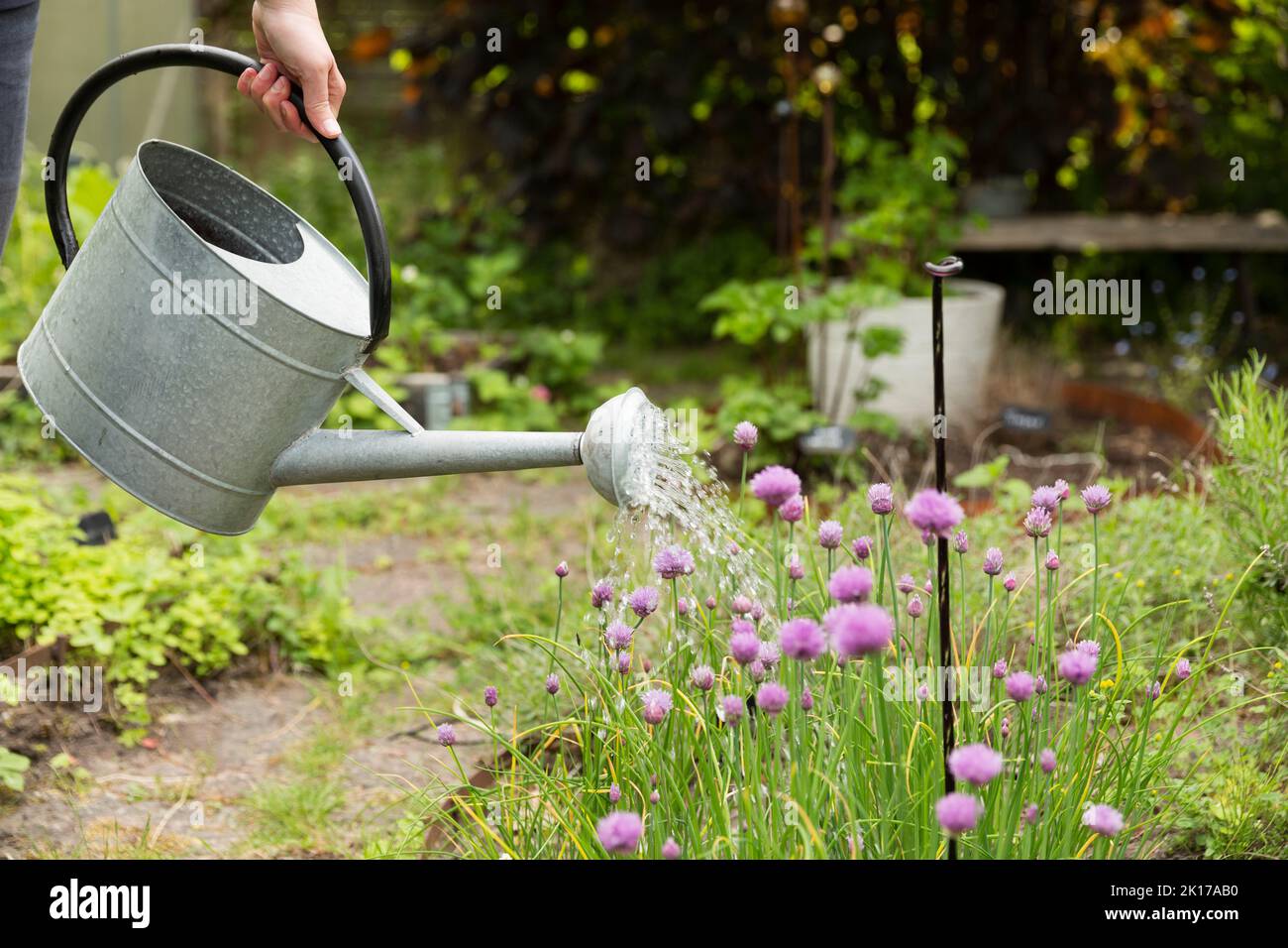 Person watering plants hi-res stock photography and images - Alamy
