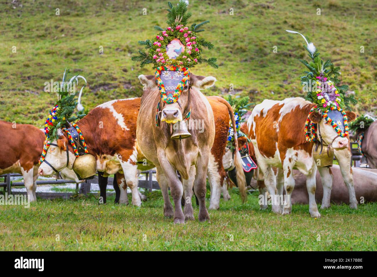 Ornate Cow parade called Almabtrieb in Zillertal, Austrian alps Stock ...