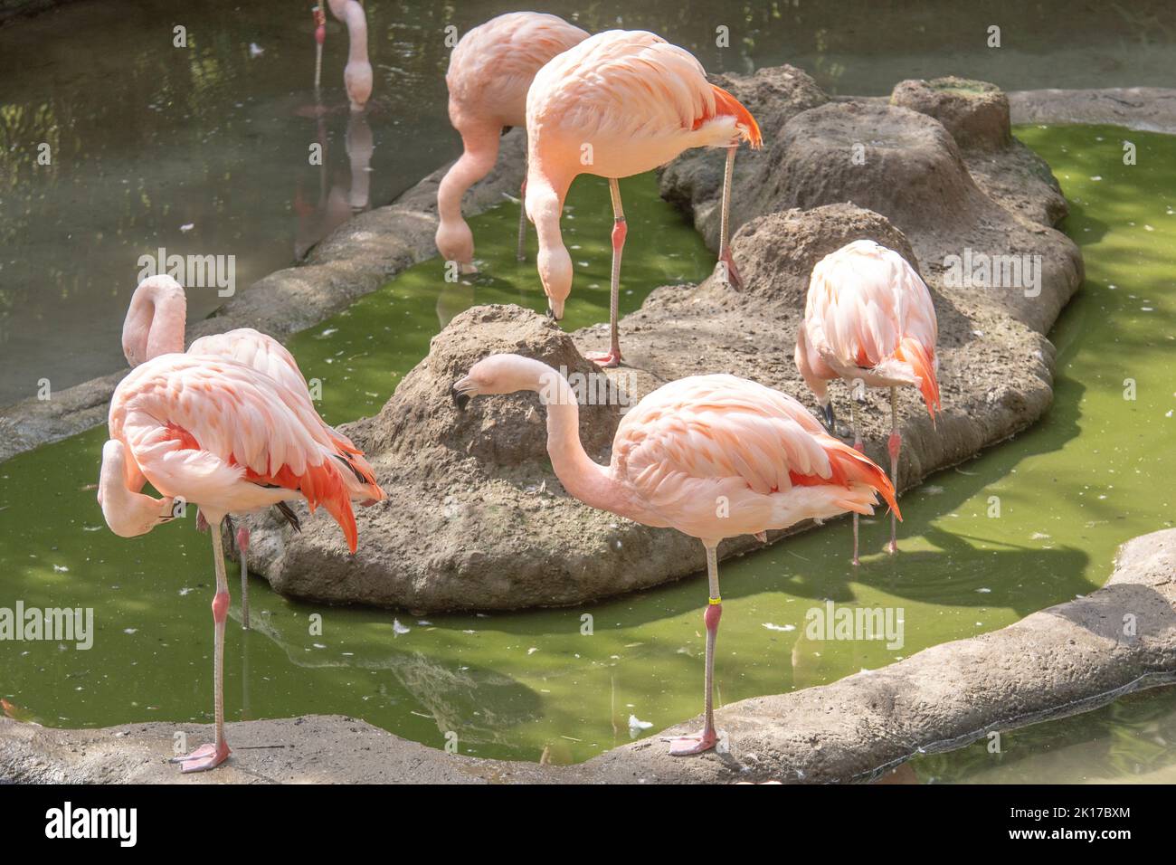 Tropic fauna hi-res stock photography and images - Alamy