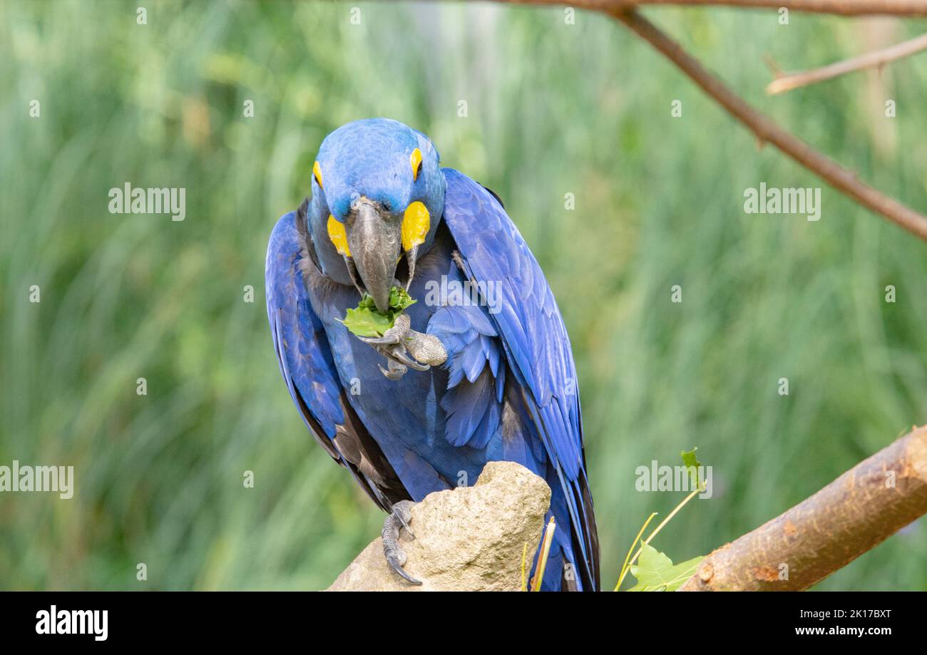 The hyacinth macaw is a blue-eyed parrot endemic to South America. With ...