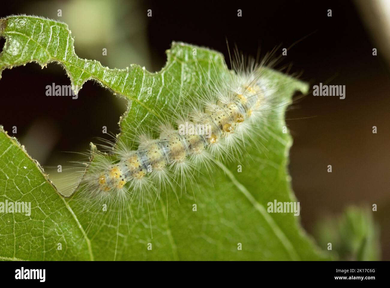 The long hairs of this milkweed Tussock Moth are a deterrent to ...