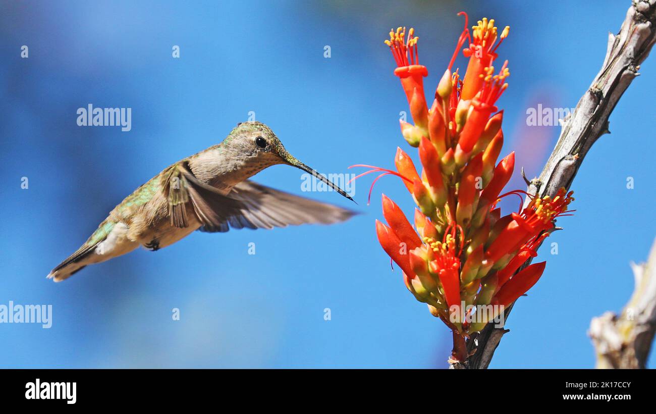 Flowers For Hummingbirds In Arizona at Judy Moore blog