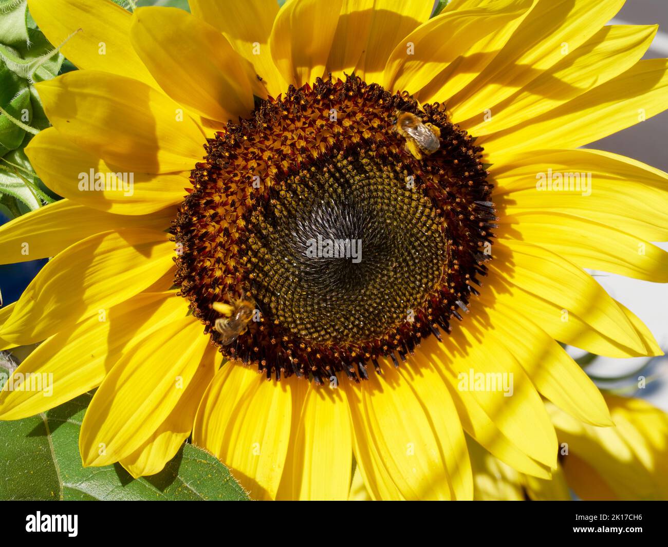 A closeup of a sunflower with a bee pollinator's legs covered with ...