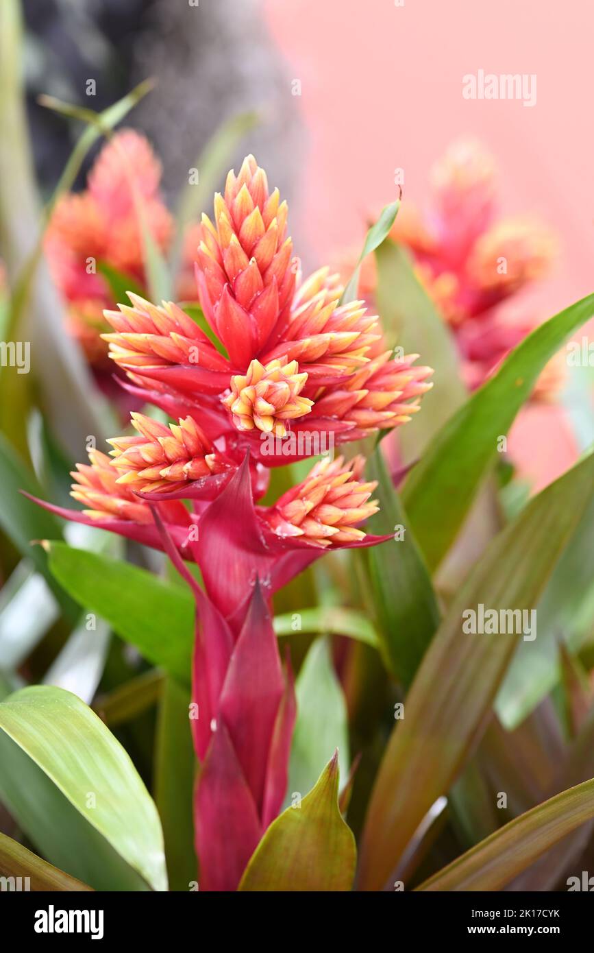 Bromelia flower red beautiful natural isolated on red background Stock ...