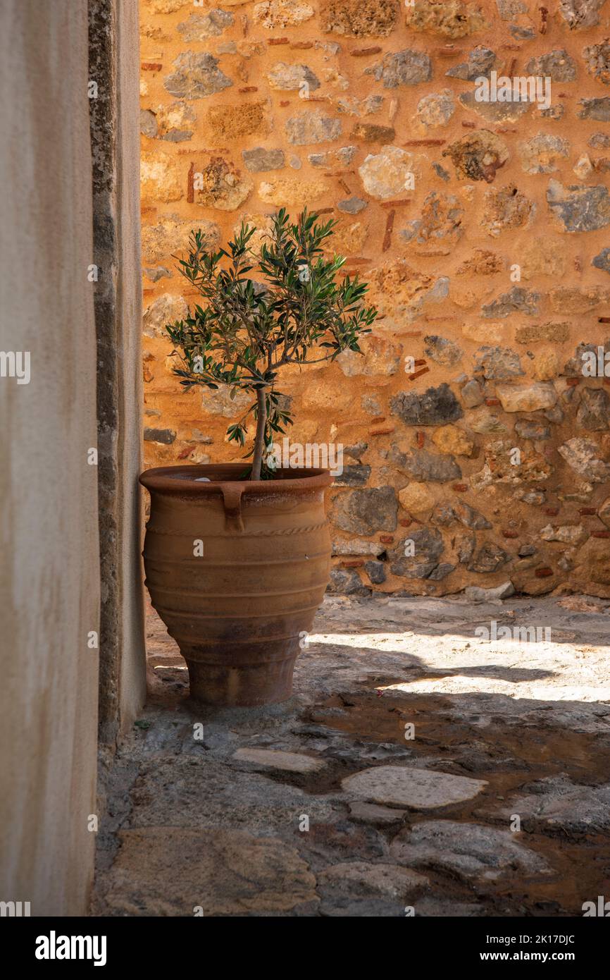 Olive tree in terracotta pot hi-res stock photography and images - Alamy