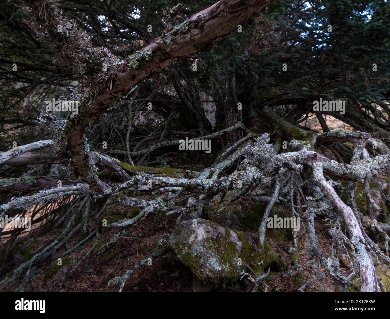 Creepy old yew tree roots surrounding a granite stone full of moss ...
