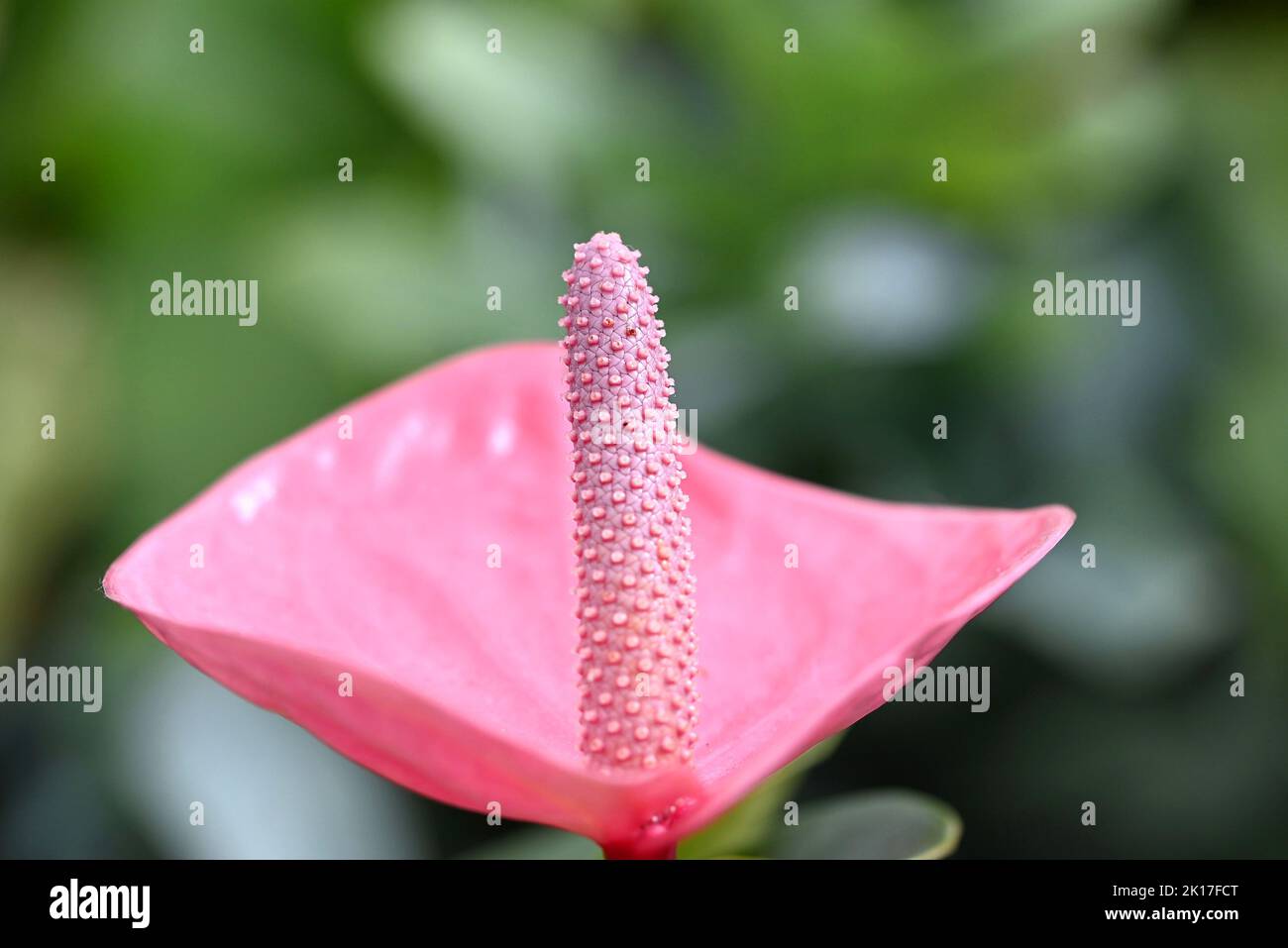 Fresh bright pink anthurium flower in garden setting Stock Photo - Alamy
