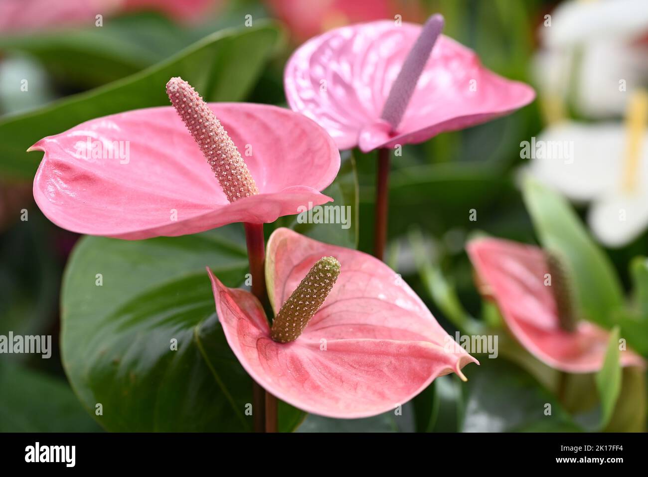 Fresh bright pink anthurium flower in garden setting Stock Photo - Alamy