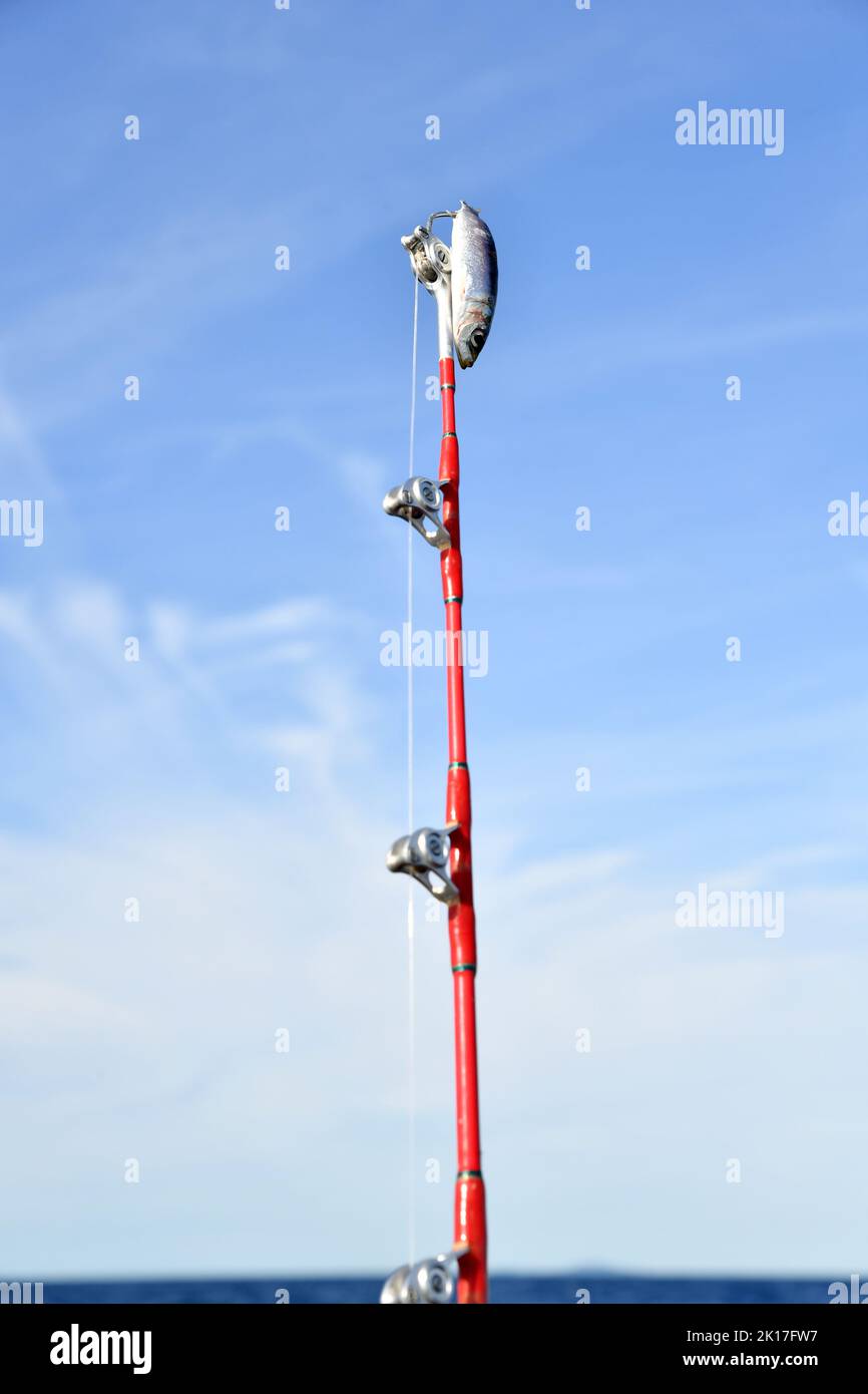 Sardine on a fishing rod - Sète - Hérault - France Stock Photo - Alamy