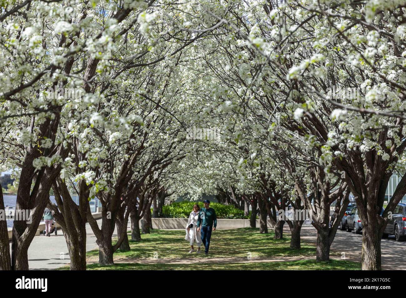 Canberra. 16th Sep, 2022. Photo taken on Sept. 16, 2022 shows blooming ...
