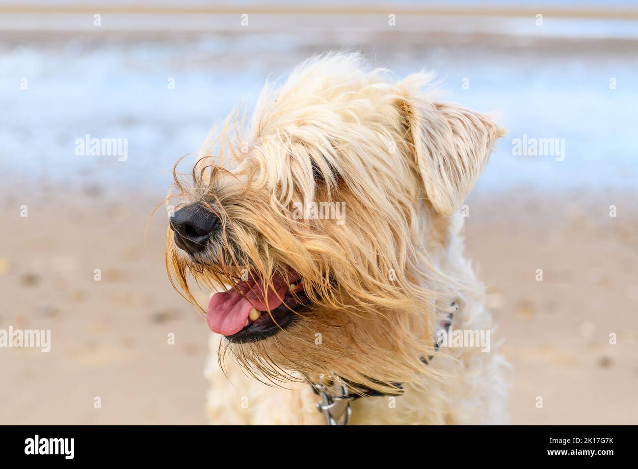 A closeup of a cheerful white Yorkshire Terrier on a beach Stock Photo ...
