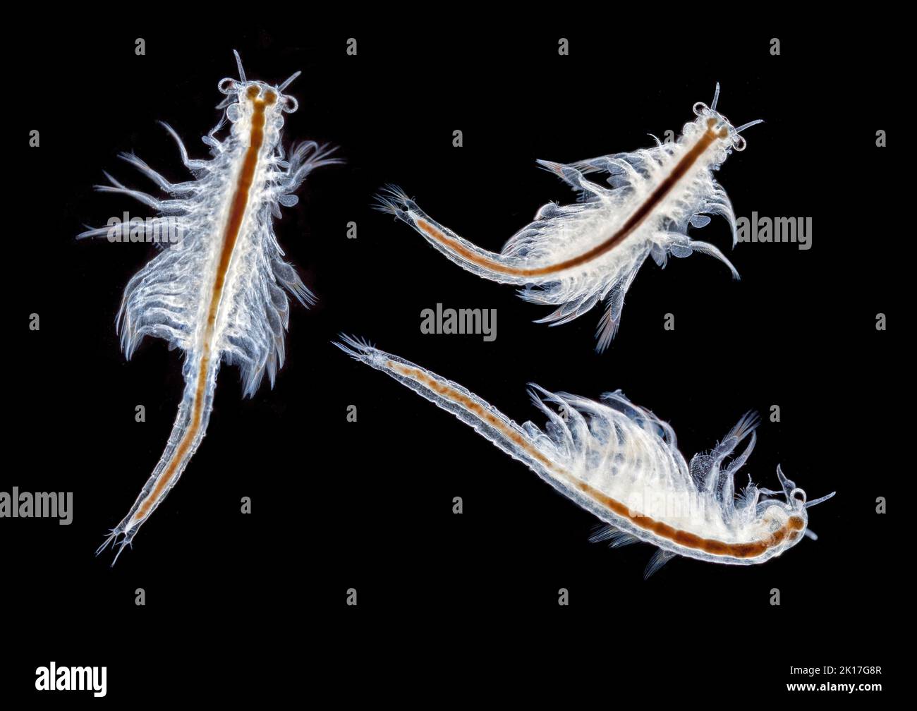 Brine shrimp artemia hi-res stock photography and images - Alamy