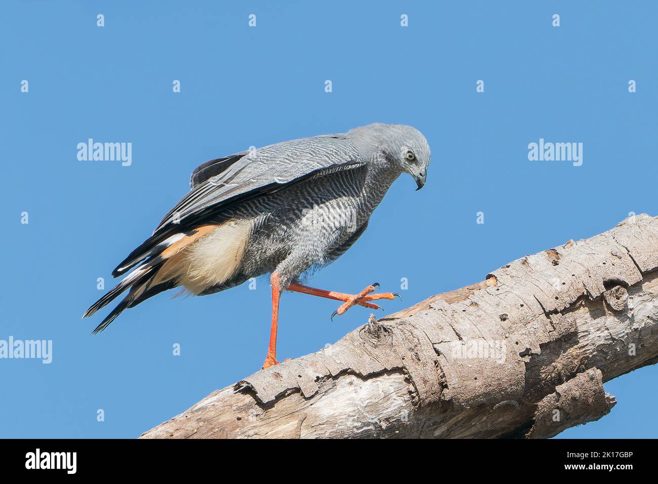crane hawk, Geranospiza caerulescens, single adult seeking prey on ...
