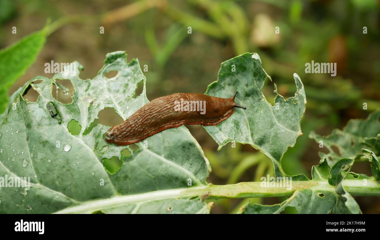 Spanish slug pest Arion vulgaris snail parasitizes on cauliflower ...